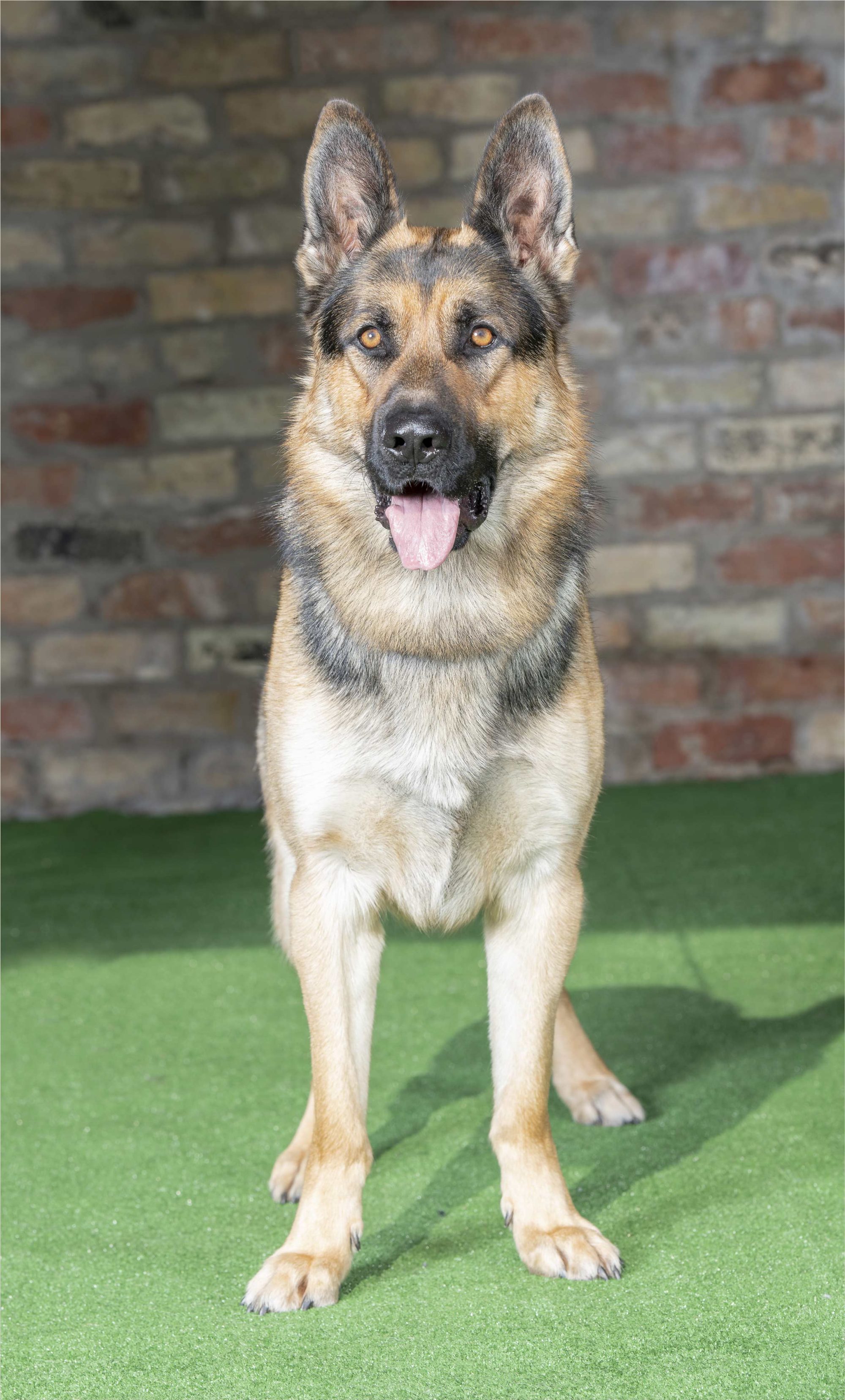 Bosco - German Shepherd (Sold) Call +44 (0)785 8120 456 for available dogs