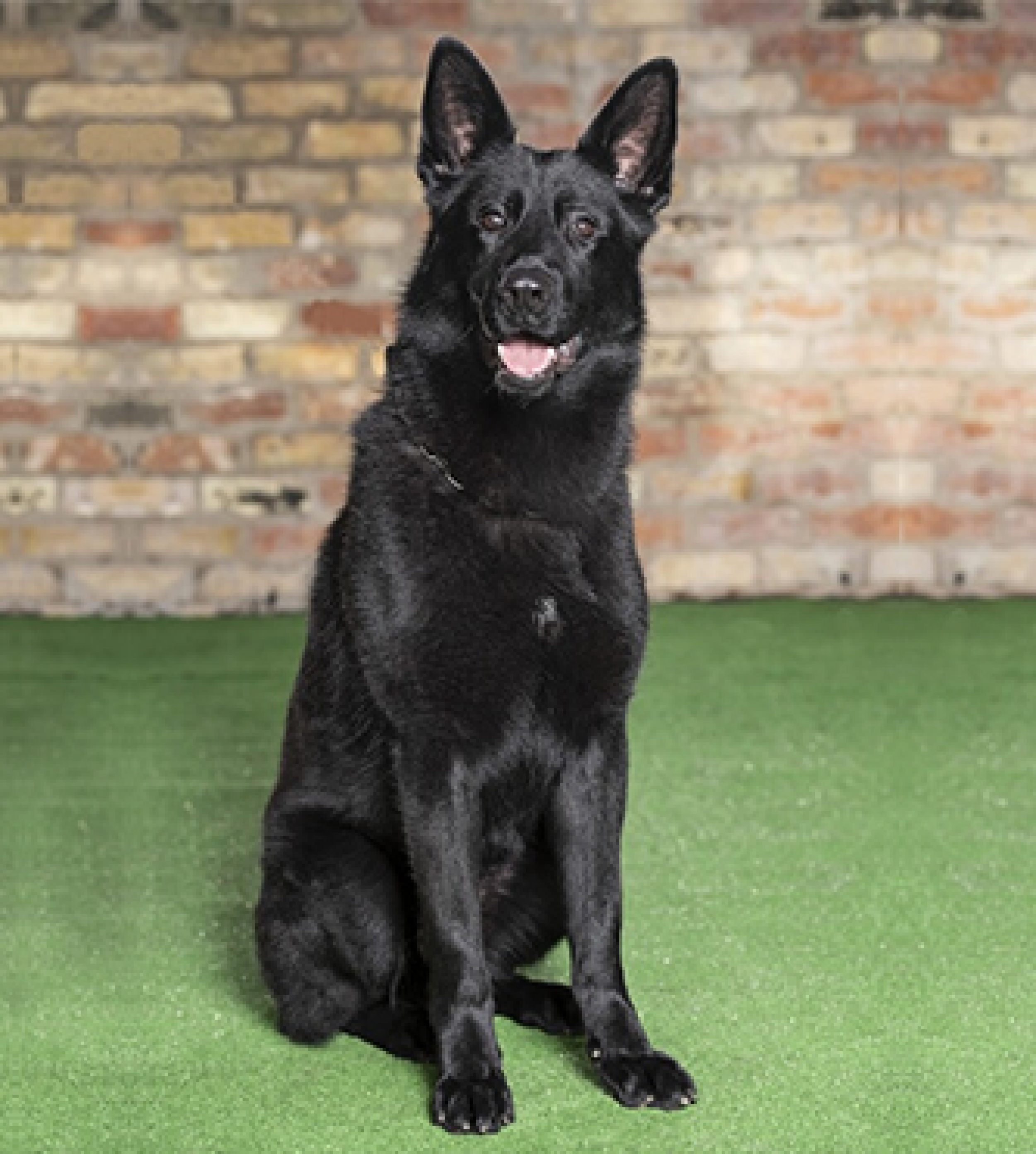 Bruce: German Shepherd Reserved for Sale - +44 (0)785 8120 456