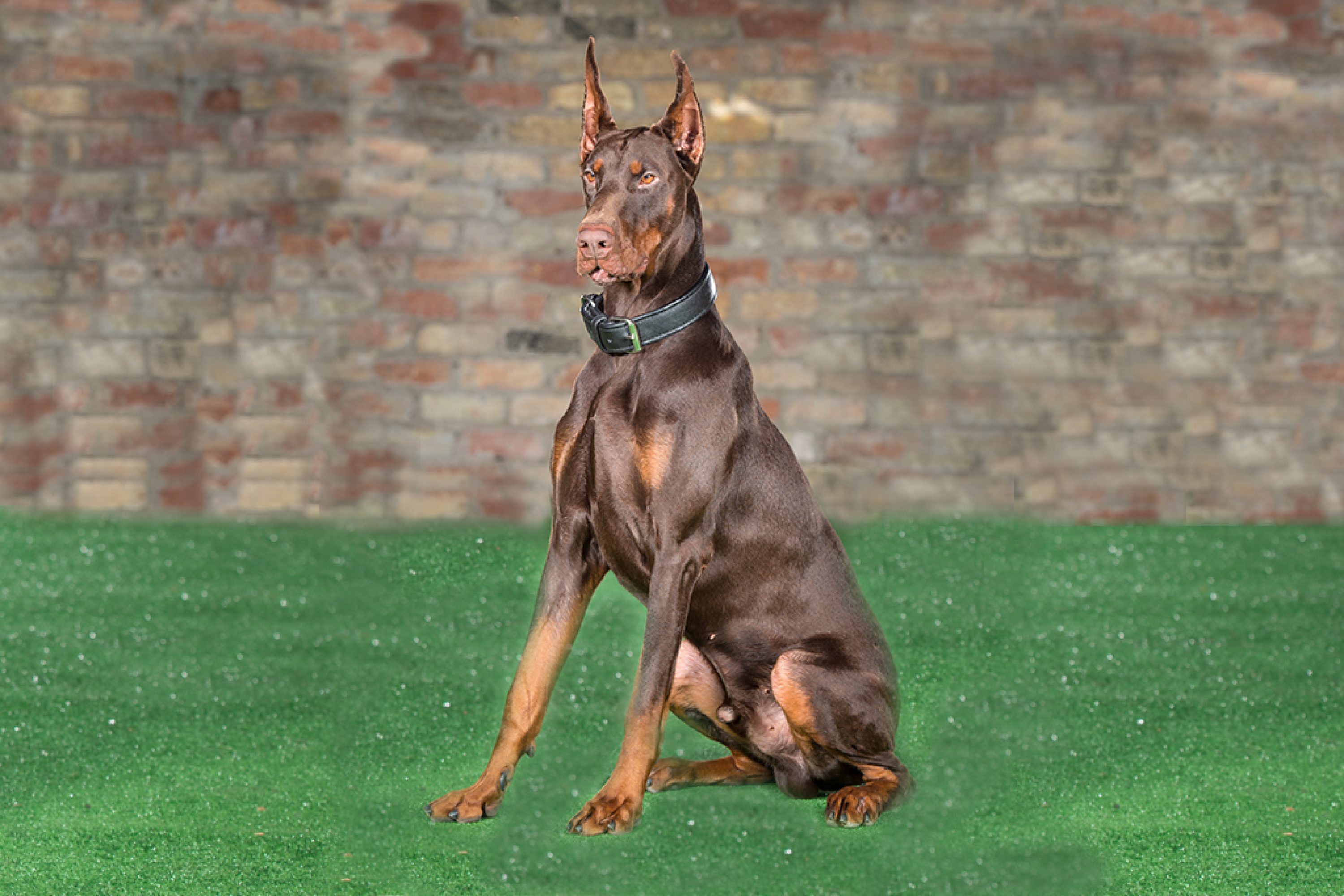 Chud- Doberman (Sold) Call +44 (0)785 8120 456 for available dogs