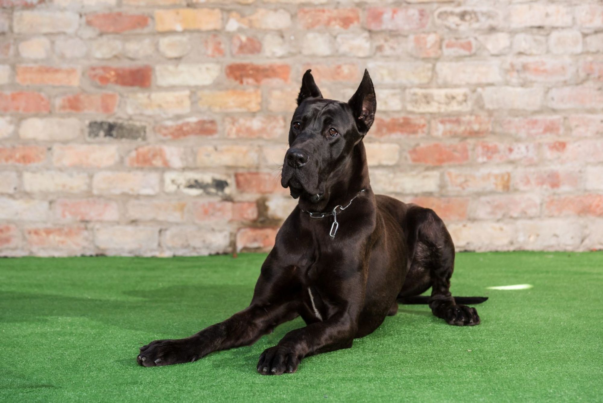 Janko- Family Protection dog (Sold) Call +44 (0)785 8120 456 for ...