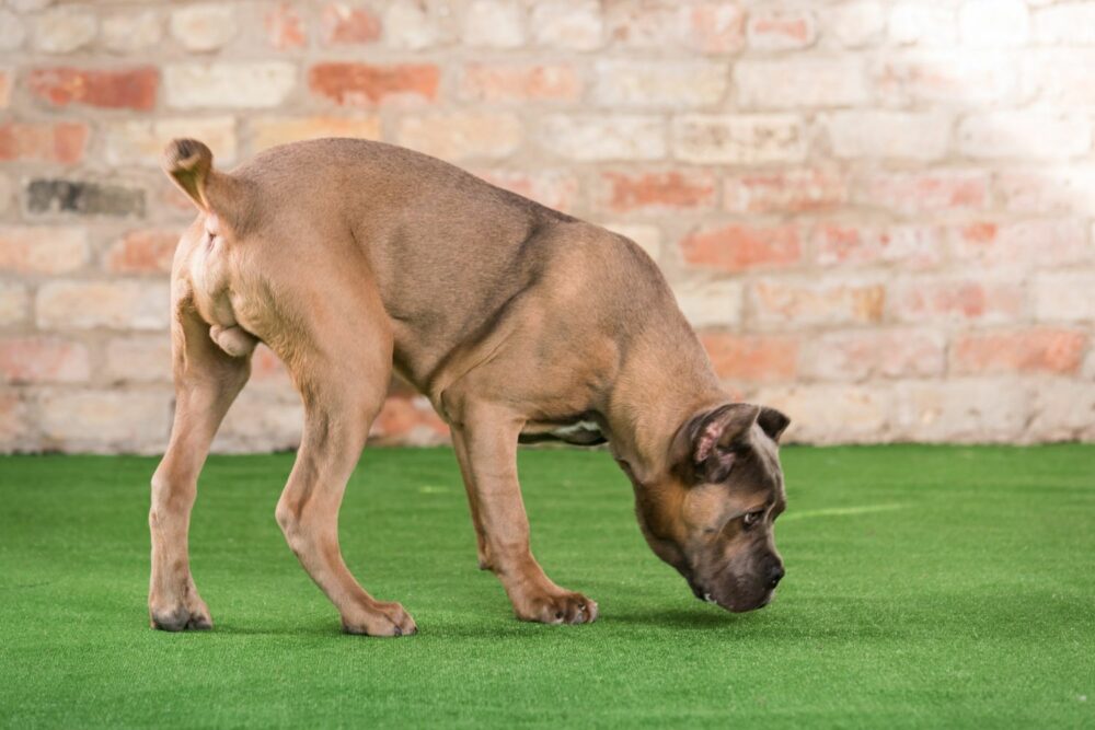 Roman- Cane Corso (Sold) Call +44 (0)785 8120 456 for available dogs.