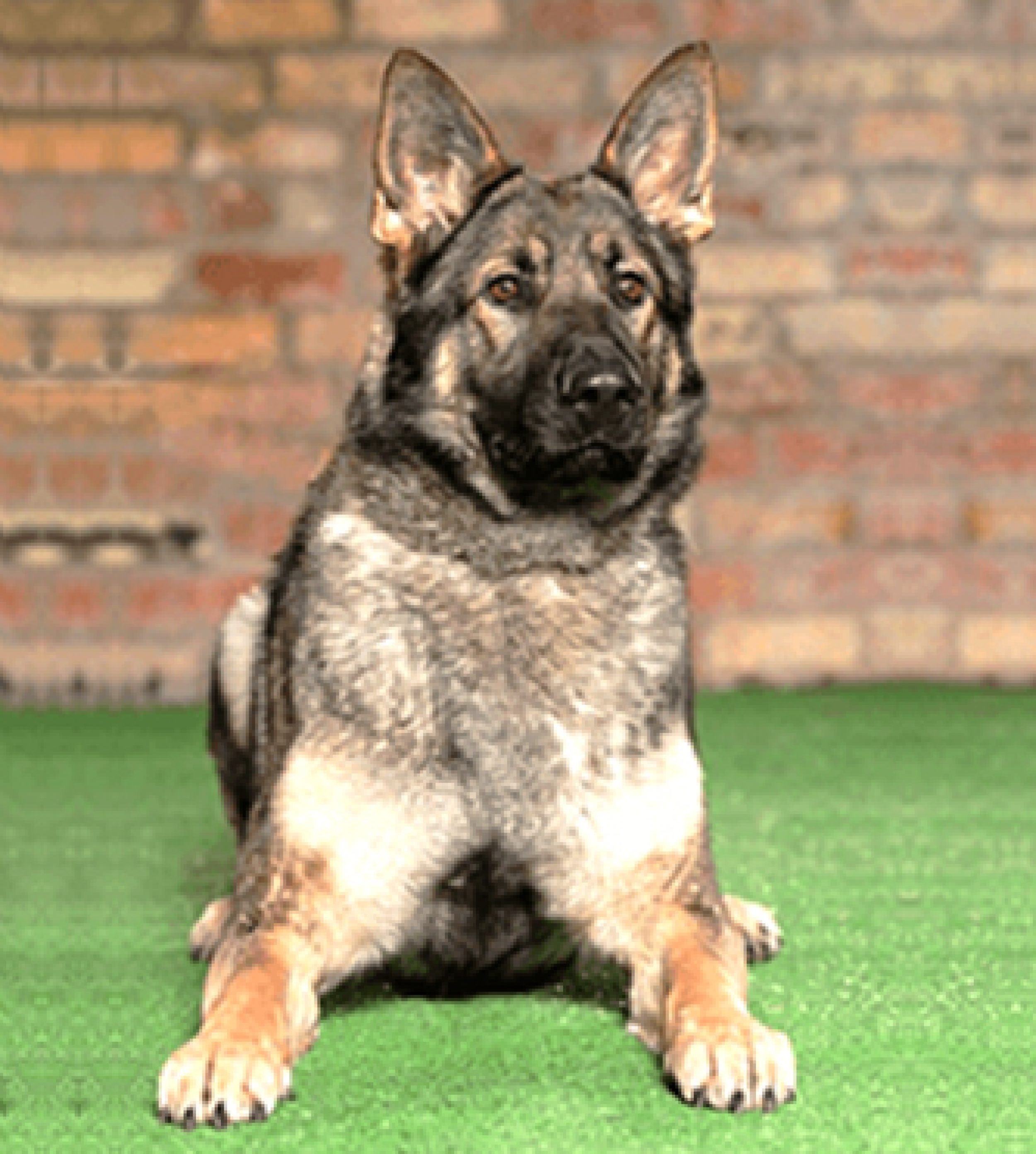 Sheeba German Shepherd available for Sale - 44 (0)785 8120 456