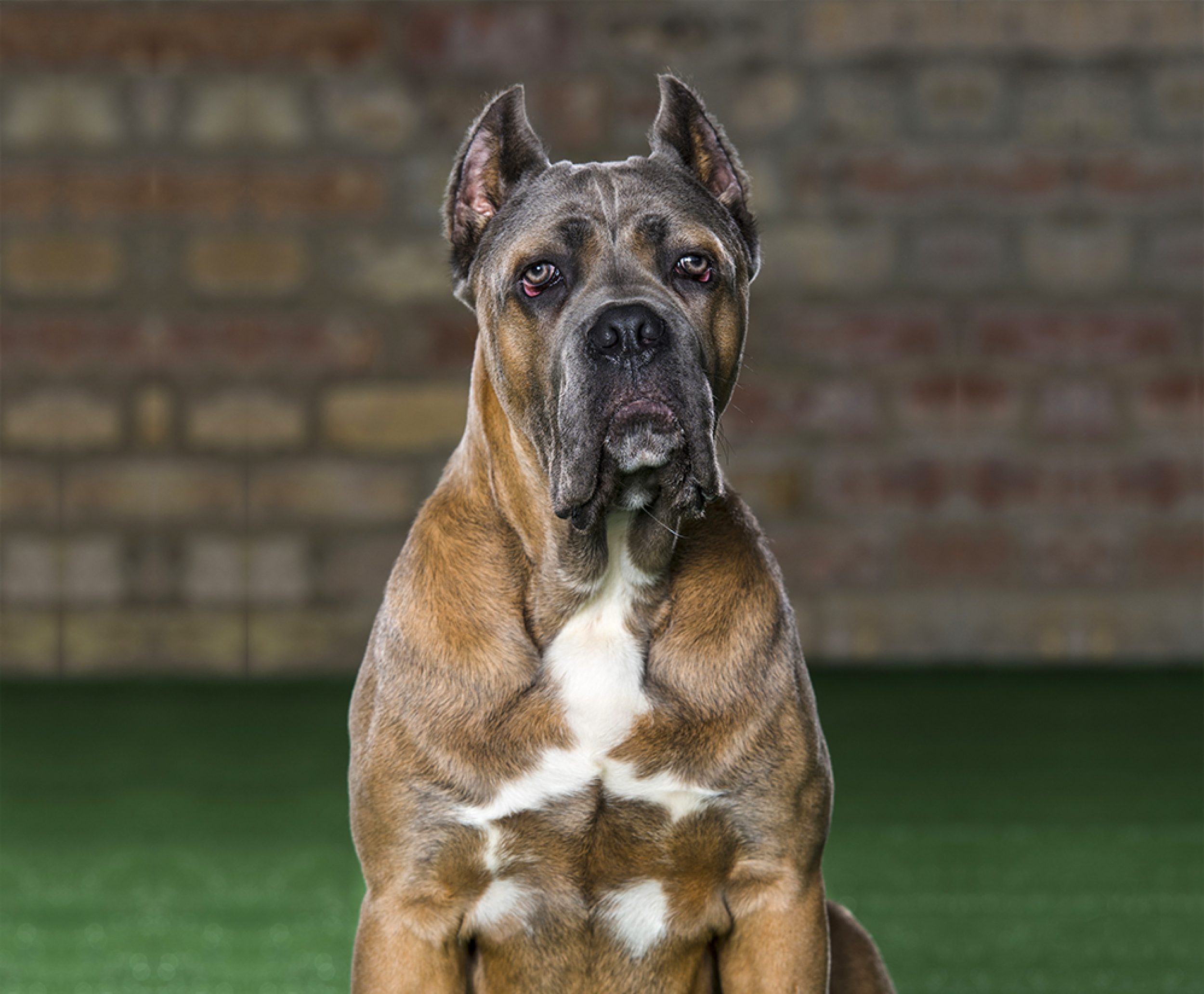 Roman- Cane Corso (Sold) Call +44 (0)785 8120 456 for available dogs.