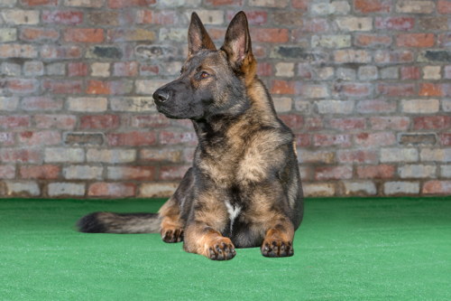 Chopper-German Shepherd (Sold) Call +44 (0)785 8120 456