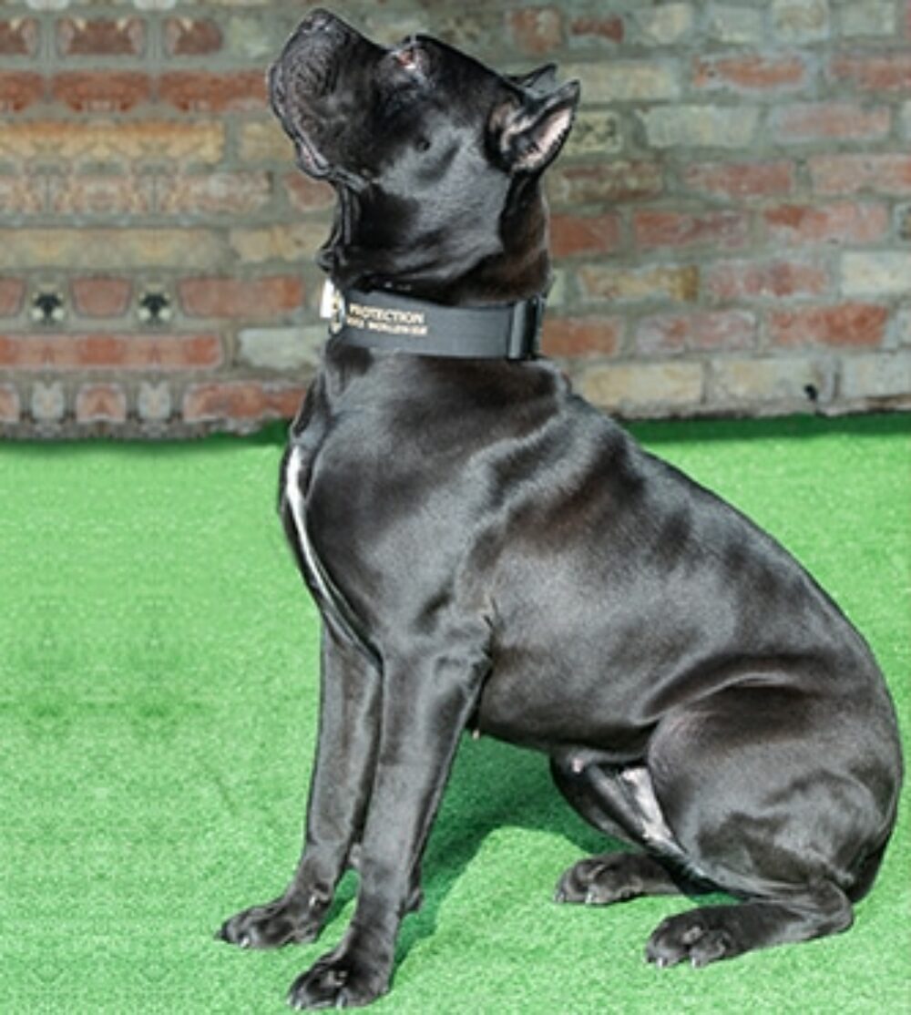 Cuba (RESERVED) Cane Corso Protection dogs available for Sale - 44 (0 ...