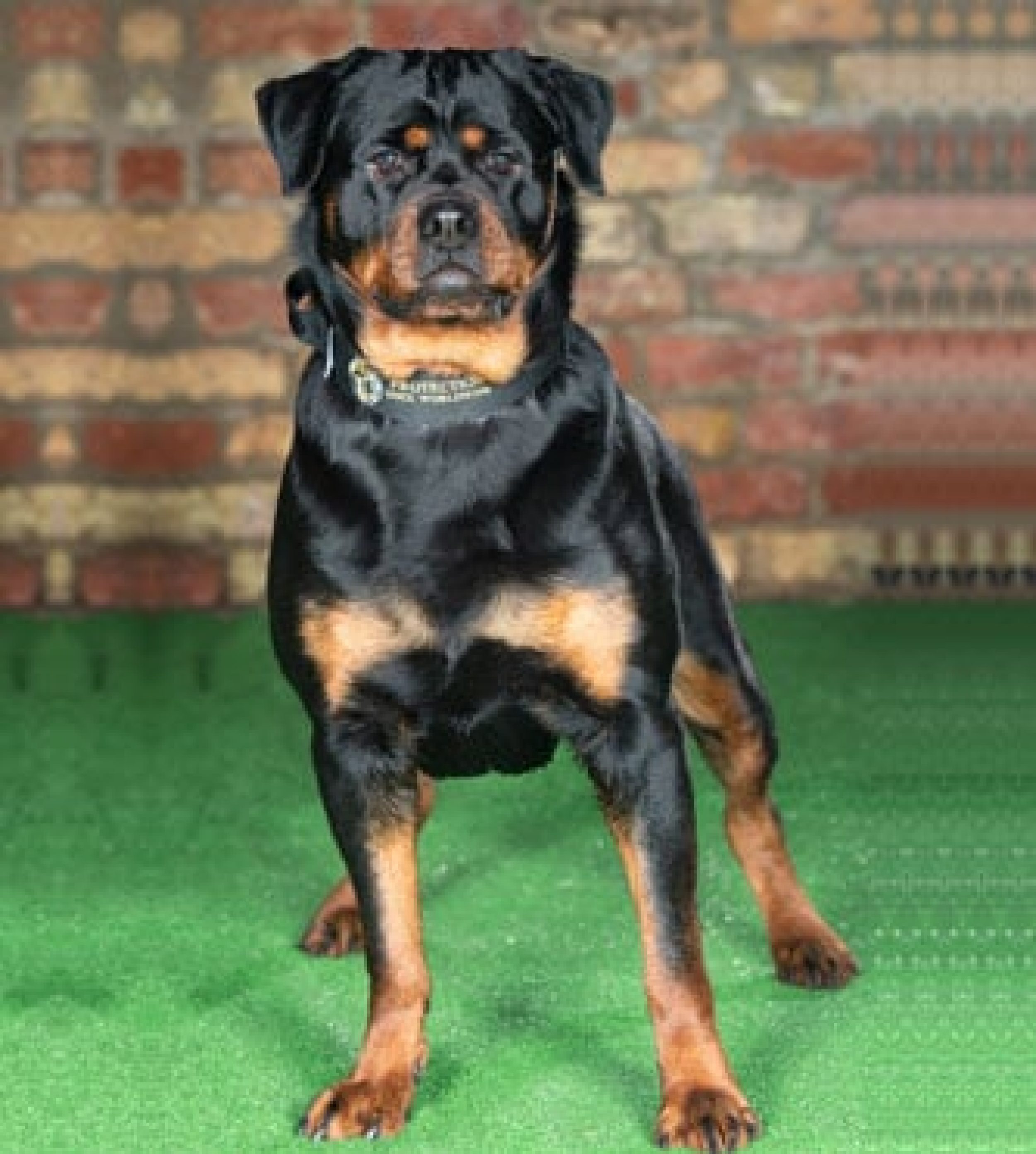 Puma Rottweiler Protection dogs available for Sale - 44 (0)785 8120 456