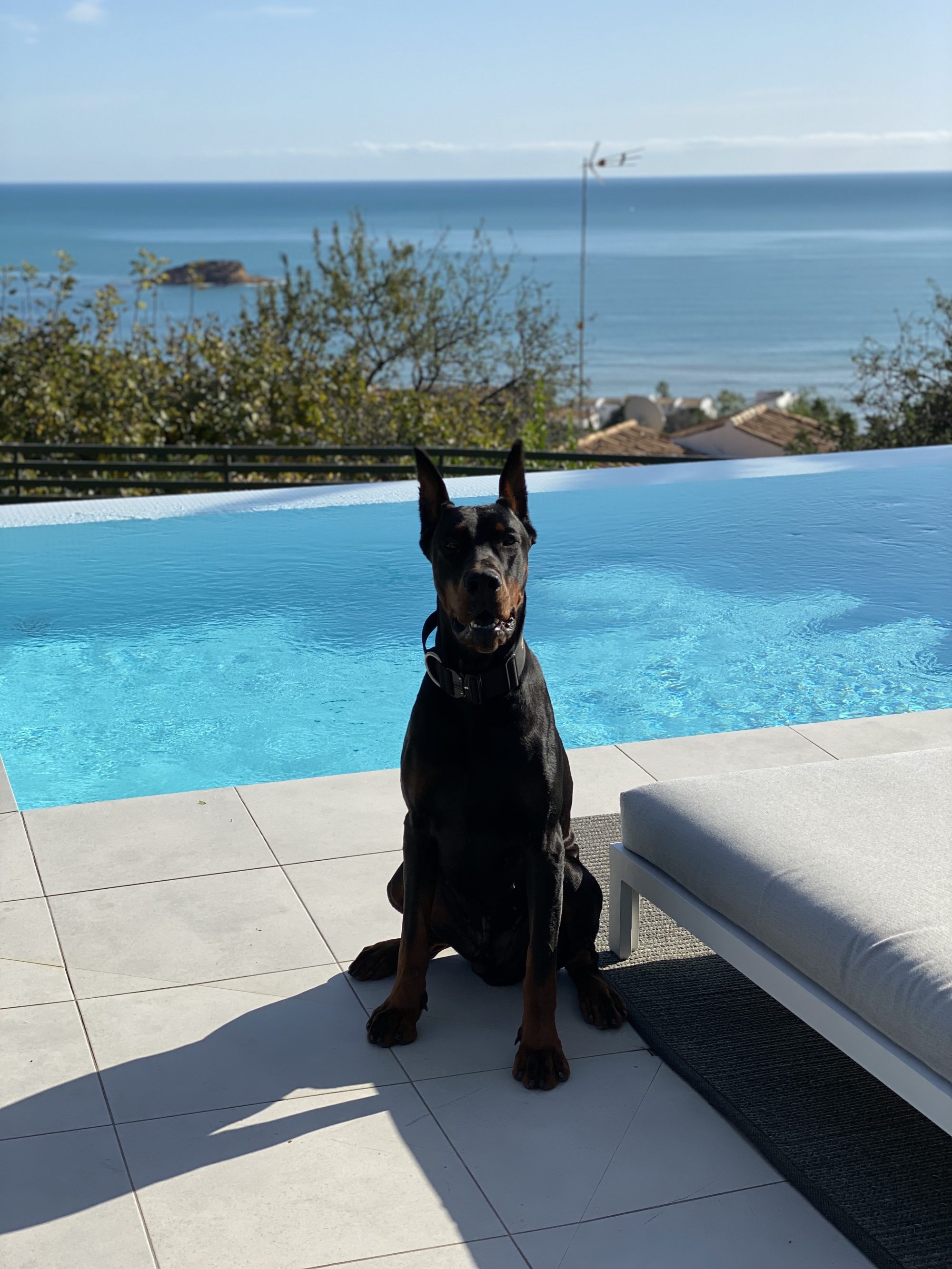 Protection Dogs Worldwide Testimonials- Protection Dogs, Elite Dogs