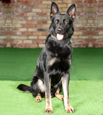AX German Shepherd Sold Call +44 (0)785 8120 456 for available dogs