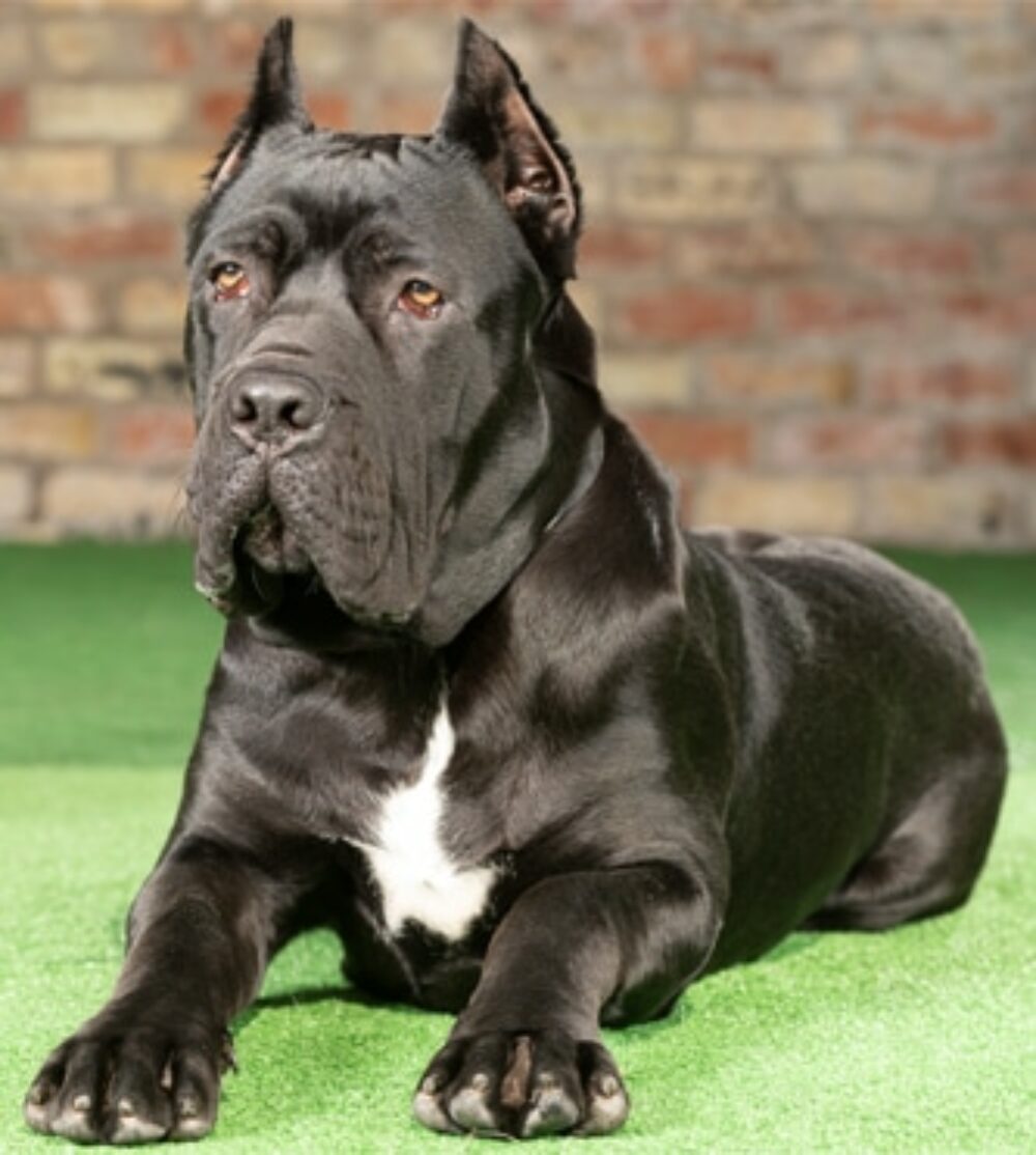 KANE Elite Protection Dogs Sold Call +44 (0)785 8120 456 for available dogs