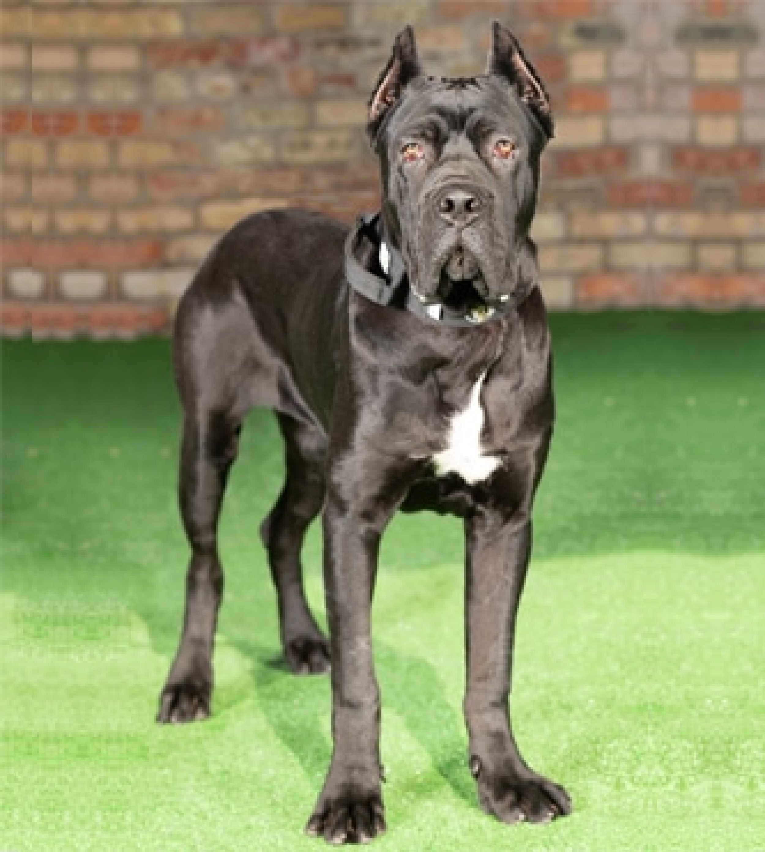 KANE Elite Protection Dogs Sold Call +44 (0)785 8120 456 for available dogs