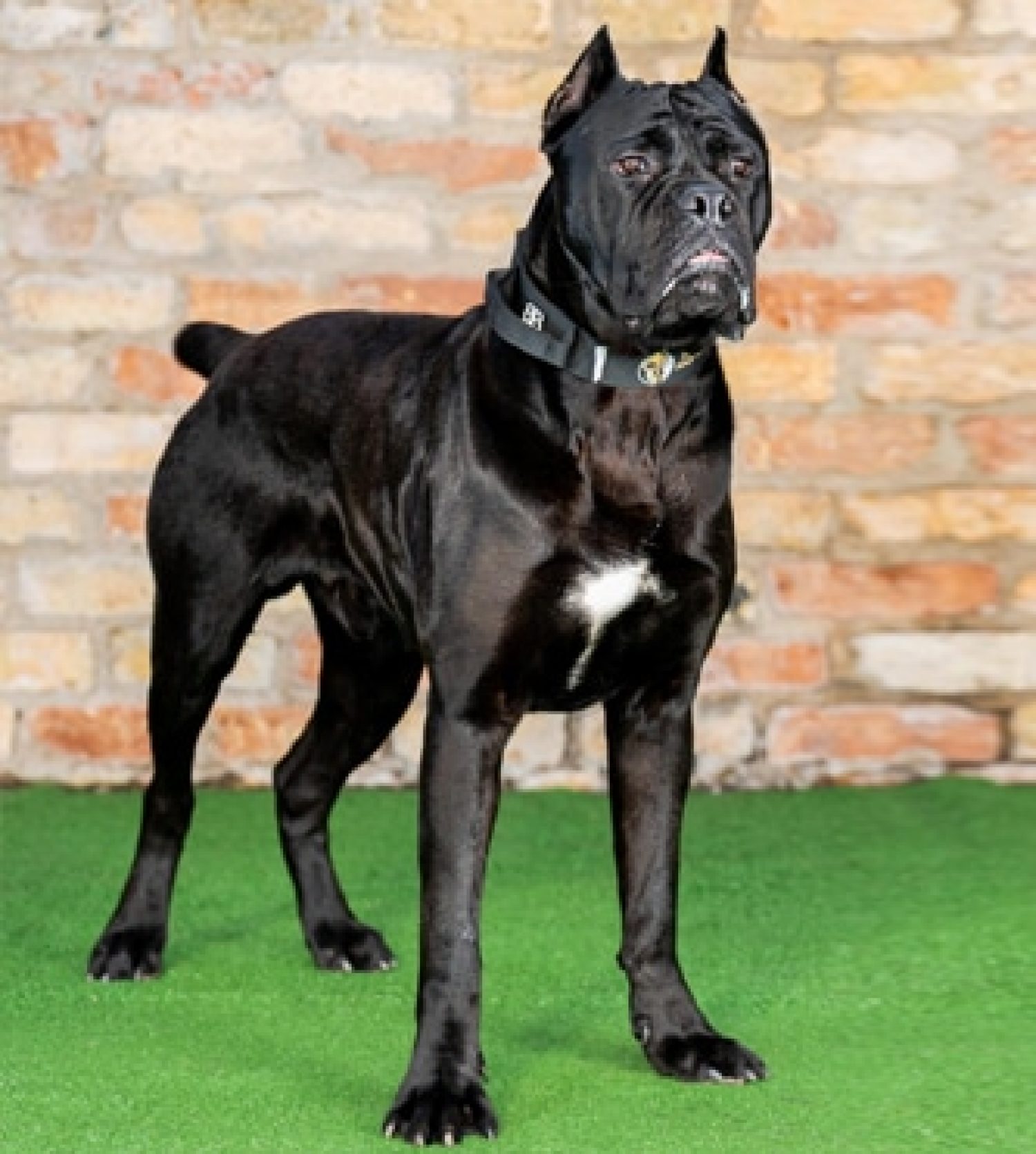 ROMAN Cane Corso Sold Call +44 (0)785 8120 456 for available dogs