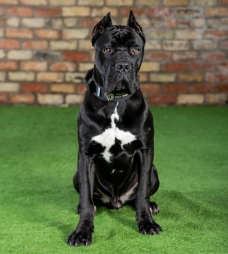 GHOST PUPPY Cane Corso sold Call +44 (0)785 8120 456 for available dogs