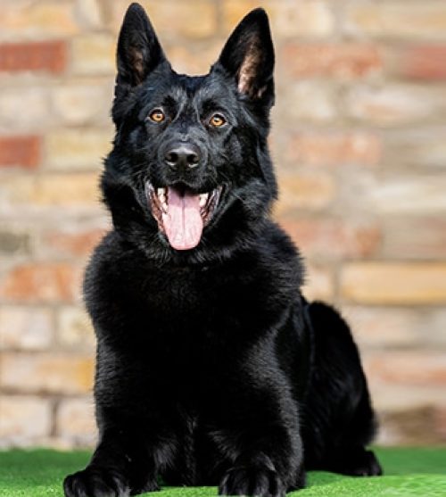 View our Recently Sold Dogs- Protection Dogs Worldwide