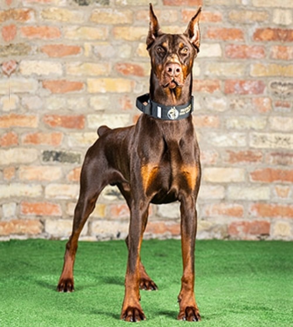 View our Recently Sold Dogs- Protection Dogs Worldwide