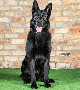 FRANK sold Call +44 (0)785 8120 456 for available dogs