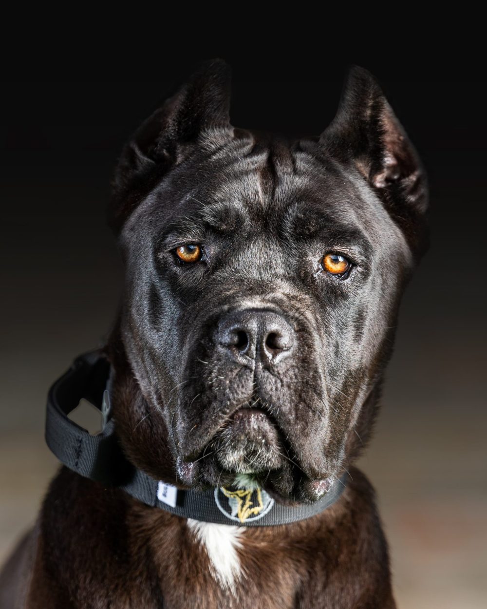 Protection Dogs - Personal & Family Protection Dogs for Sale UK