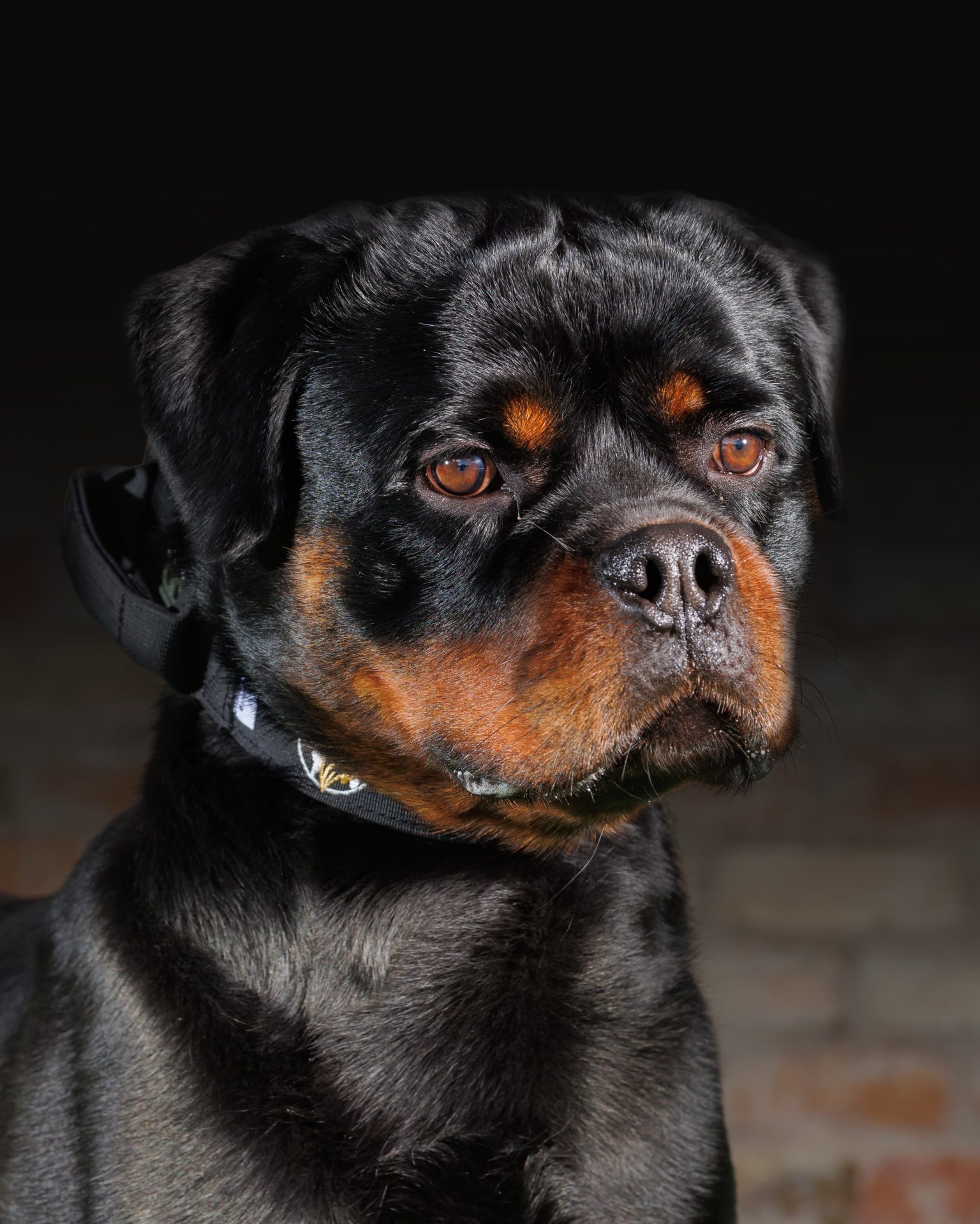 Protection Dogs - Personal & Family Protection Dogs for Sale UK