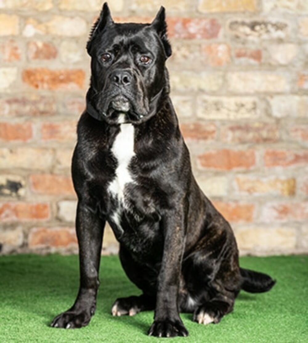 ROMEO Cane Corso RESERVED Call +44 (0)785 8120 456 for available dogs
