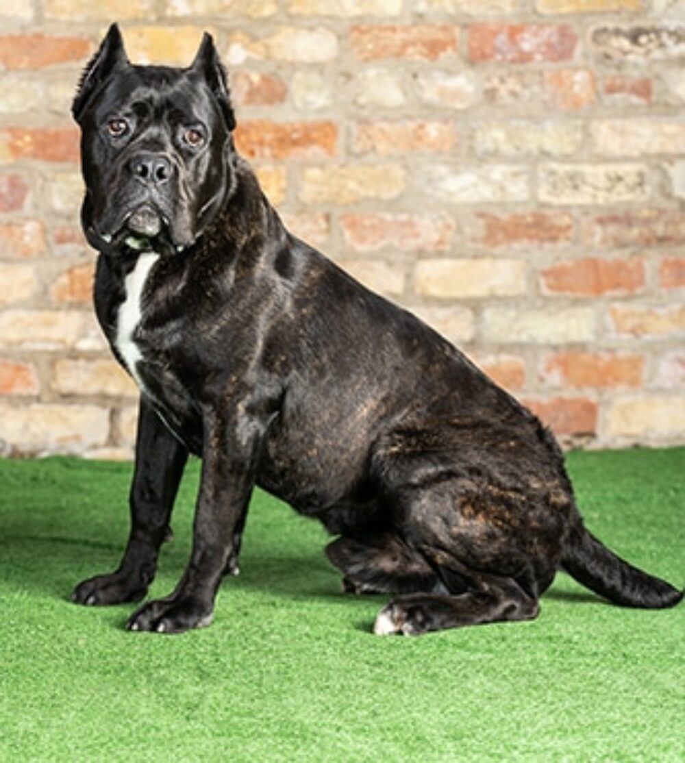 ROMEO Cane Corso RESERVED Call +44 (0)785 8120 456 for available dogs