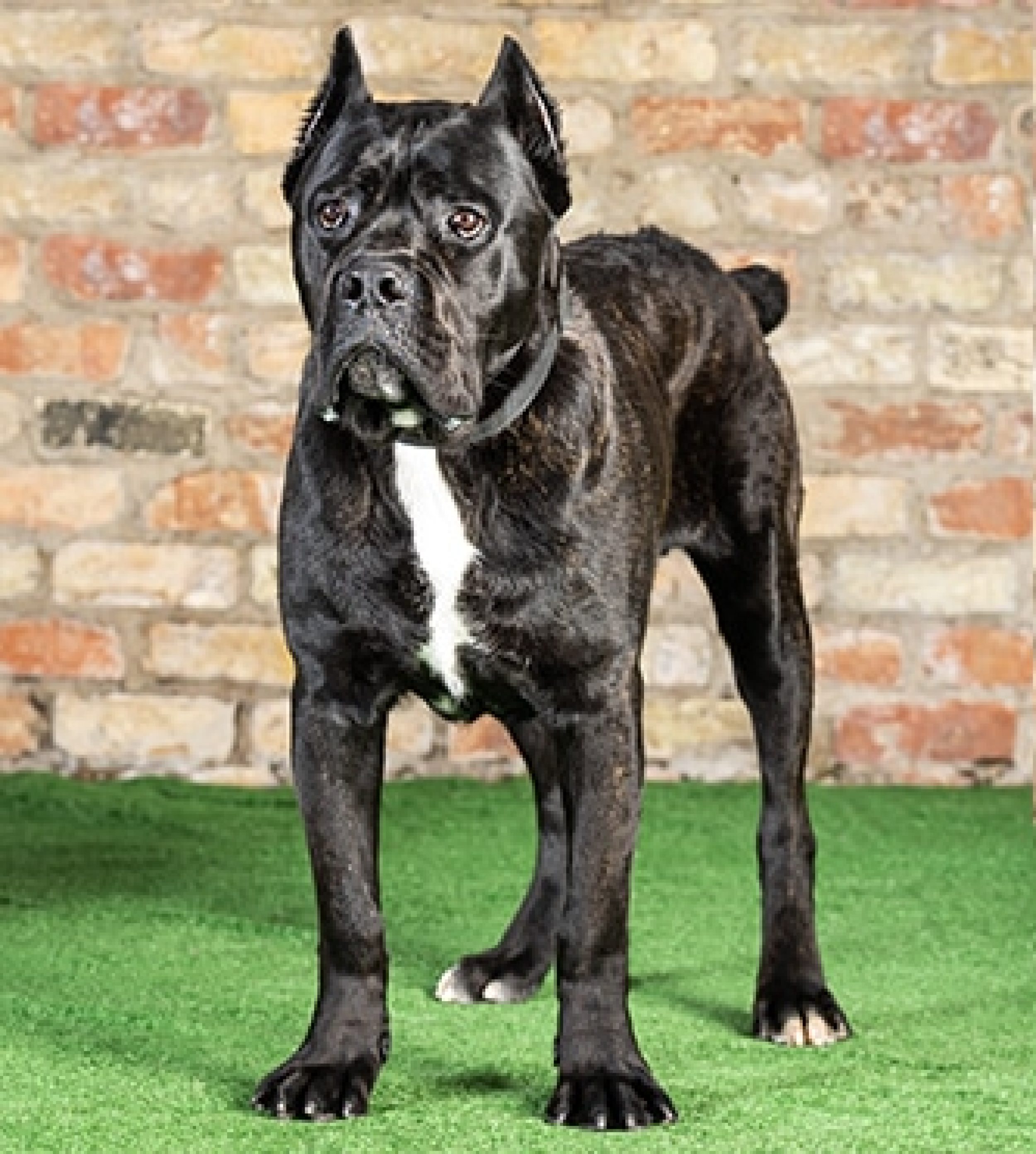 ROMEO Cane Corso RESERVED Call +44 (0)785 8120 456 for available dogs