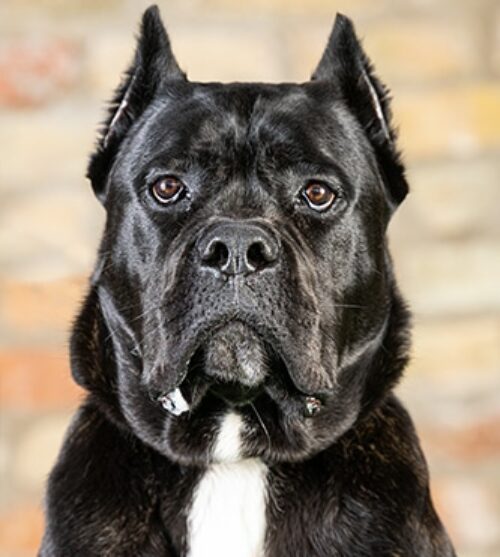 ROMEO Cane Corso RESERVED Call +44 (0)785 8120 456 for available dogs