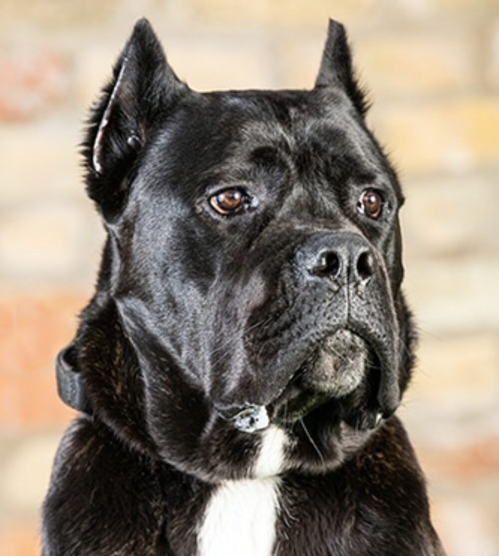 ROMEO Cane Corso RESERVED Call +44 (0)785 8120 456 for available dogs