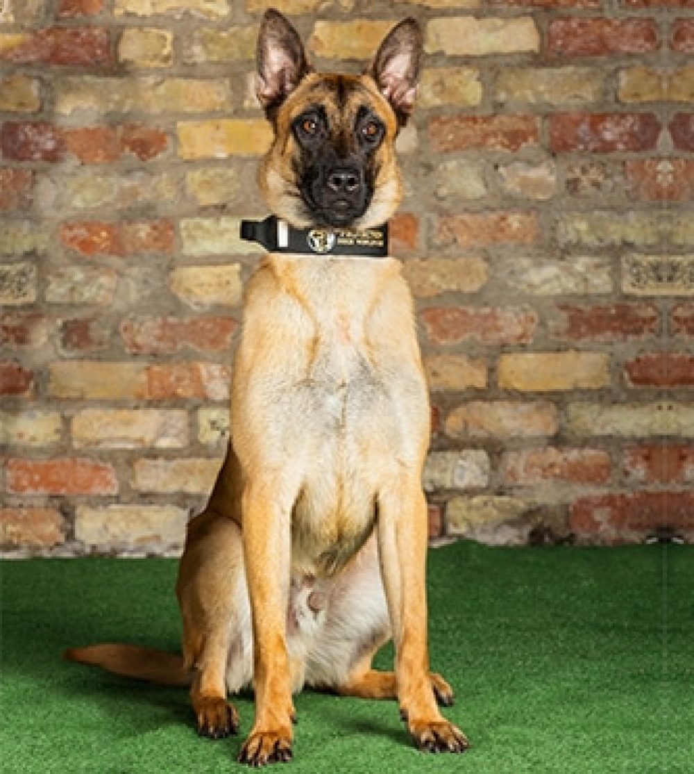 View our Recently Sold Dogs- Protection Dogs Worldwide