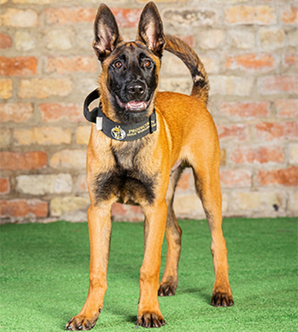 View our Recently Sold Dogs- Protection Dogs Worldwide