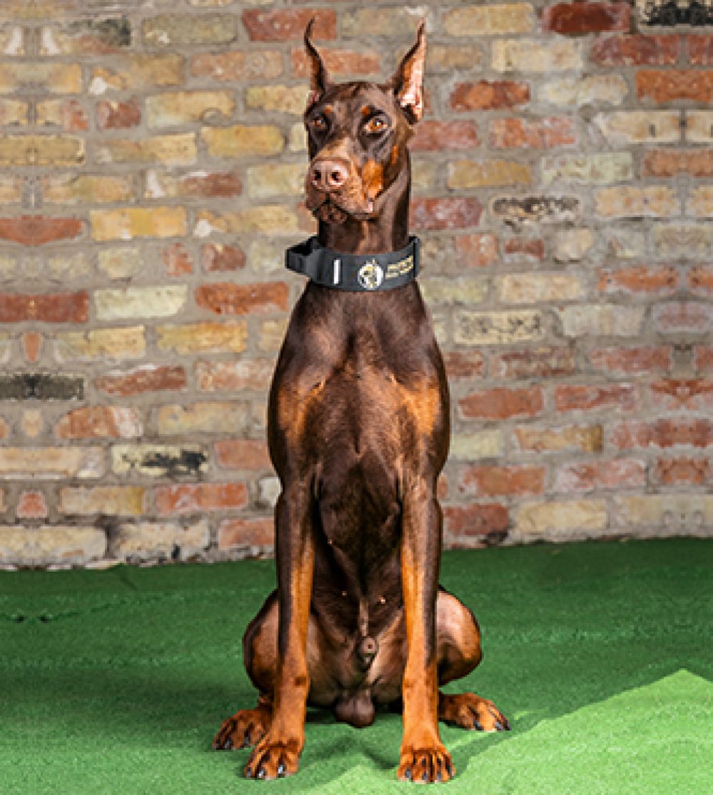 View our Recently Sold Dogs- Protection Dogs Worldwide