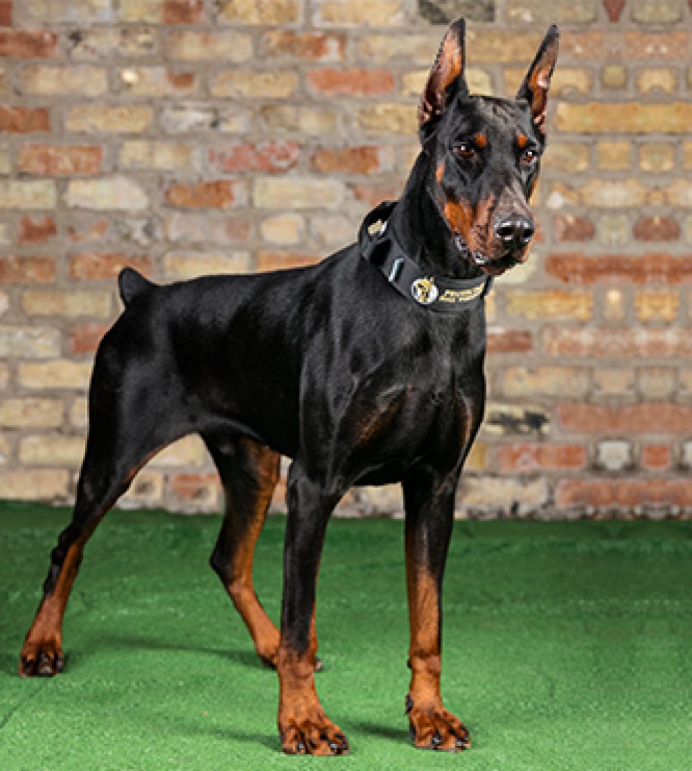 View our Recently Sold Dogs- Protection Dogs Worldwide