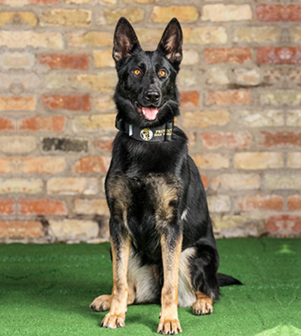 View our Recently Sold Dogs- Protection Dogs Worldwide