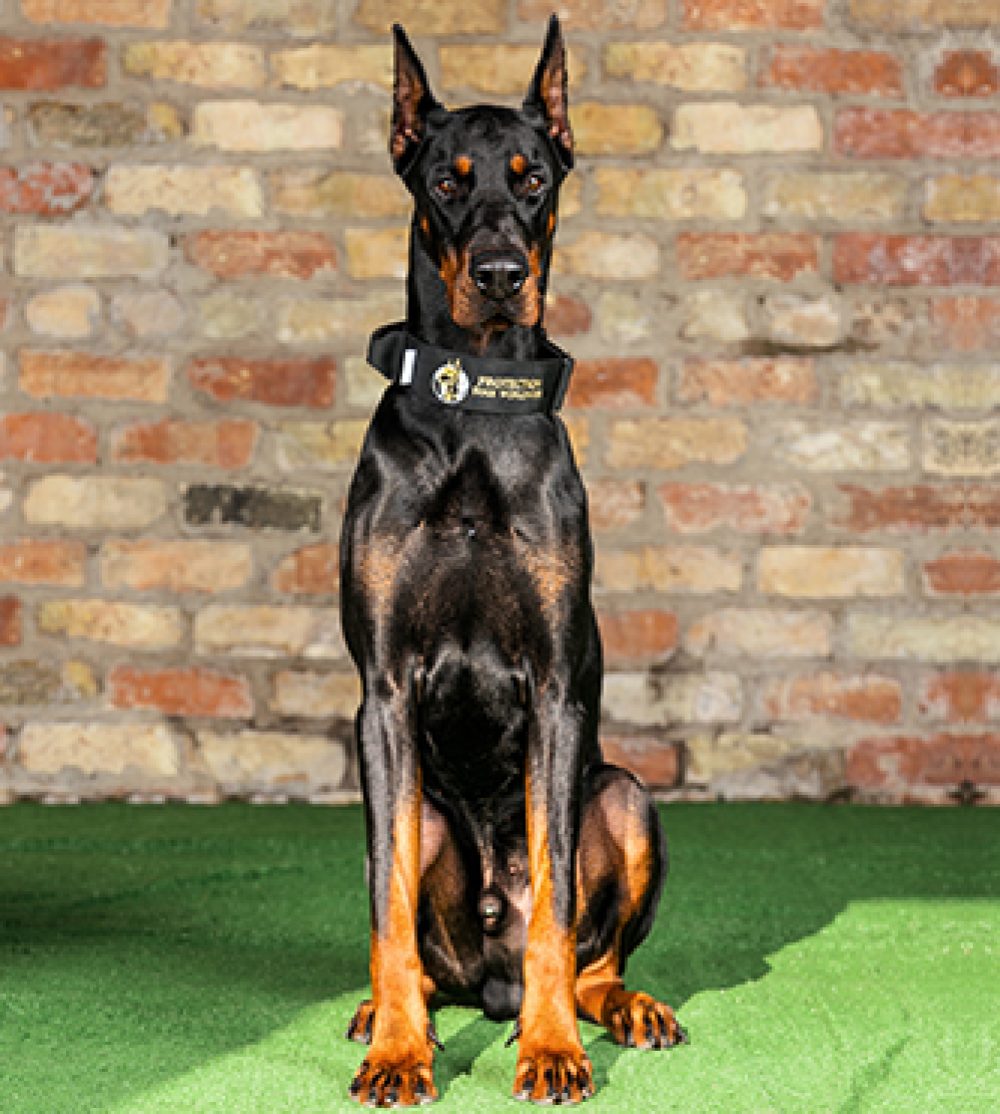 View our Recently Sold Dogs- Protection Dogs Worldwide