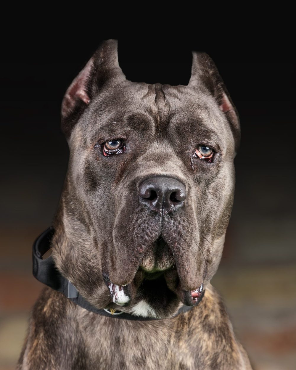 View our Recently Sold Dogs- Protection Dogs Worldwide