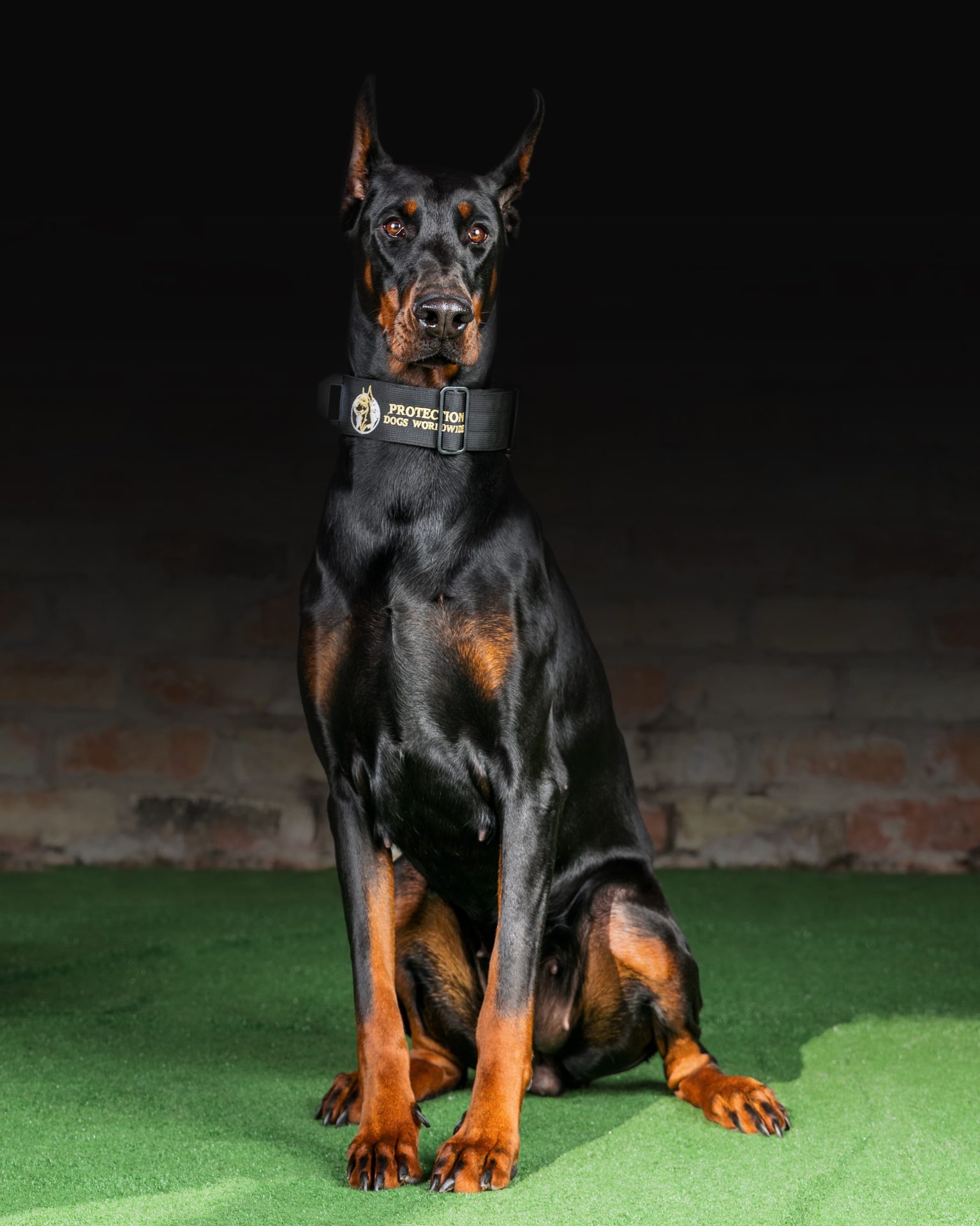 View our Recently Sold Dogs- Protection Dogs Worldwide