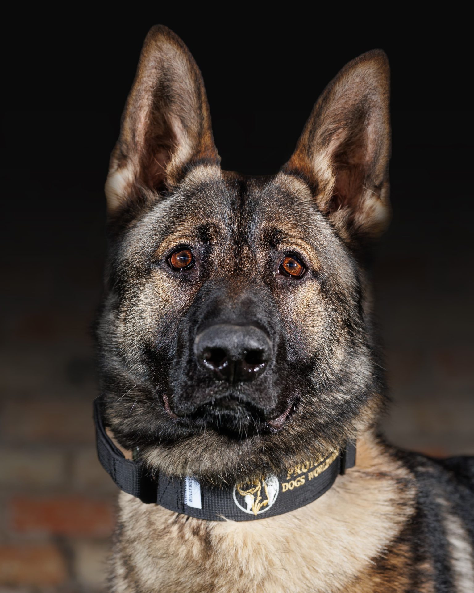 Protection Dogs - Personal & Family Protection Dogs for Sale UK