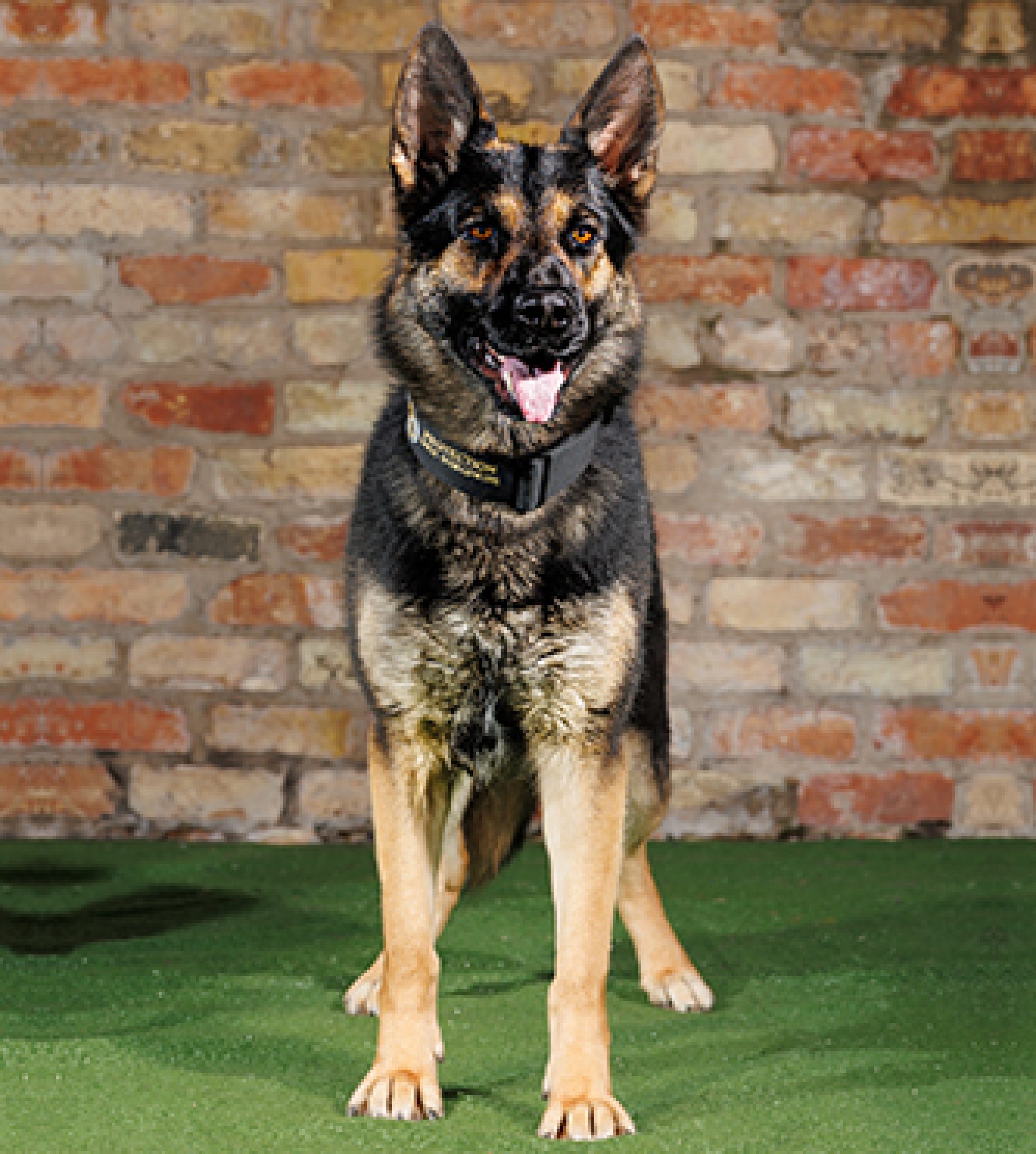 Tara - Protection Dogs Worldwide