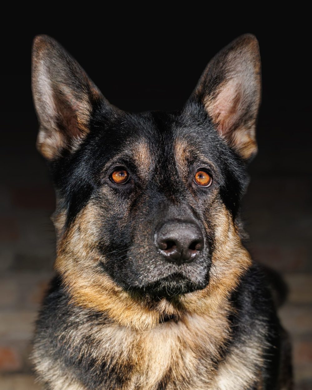 Protection Dogs - Personal & Family Protection Dogs for Sale UK