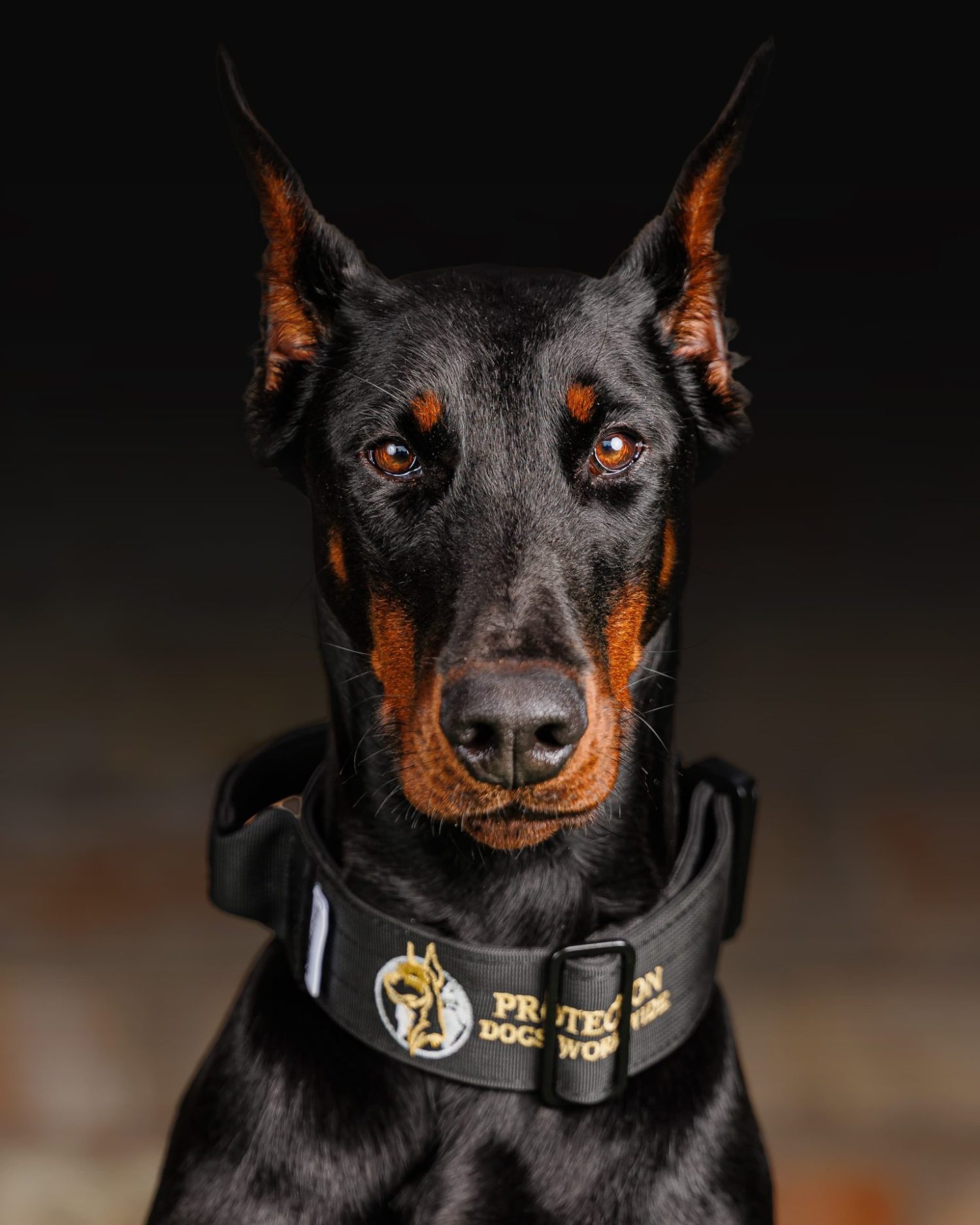 Trained Doberman Personal & Family Protection Dogs for Sale Uk