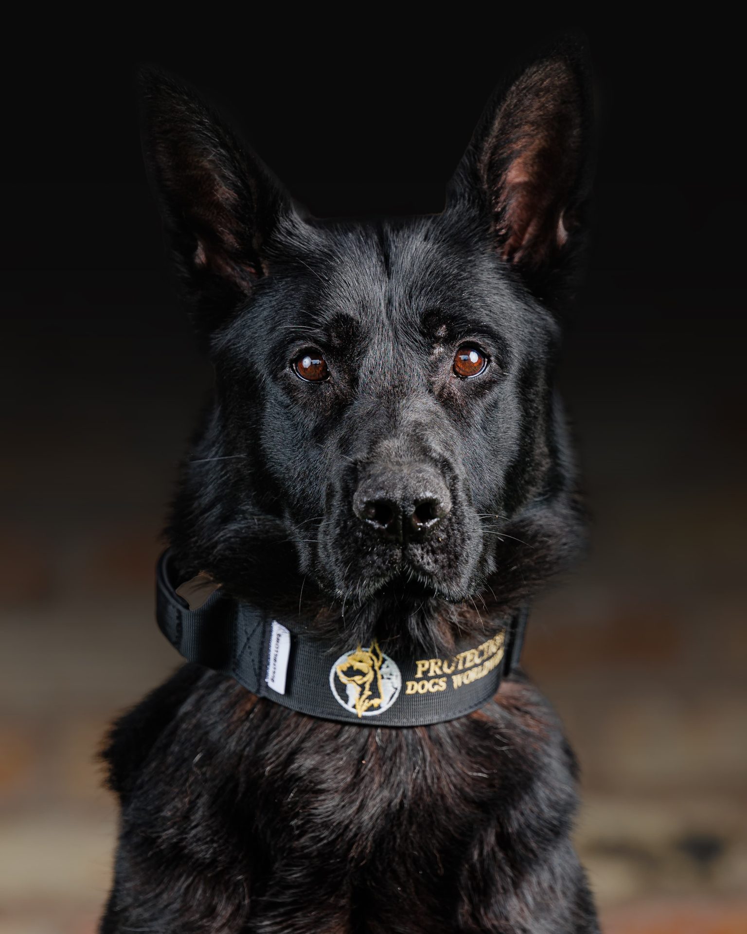 View our Recently Sold Dogs- Protection Dogs Worldwide