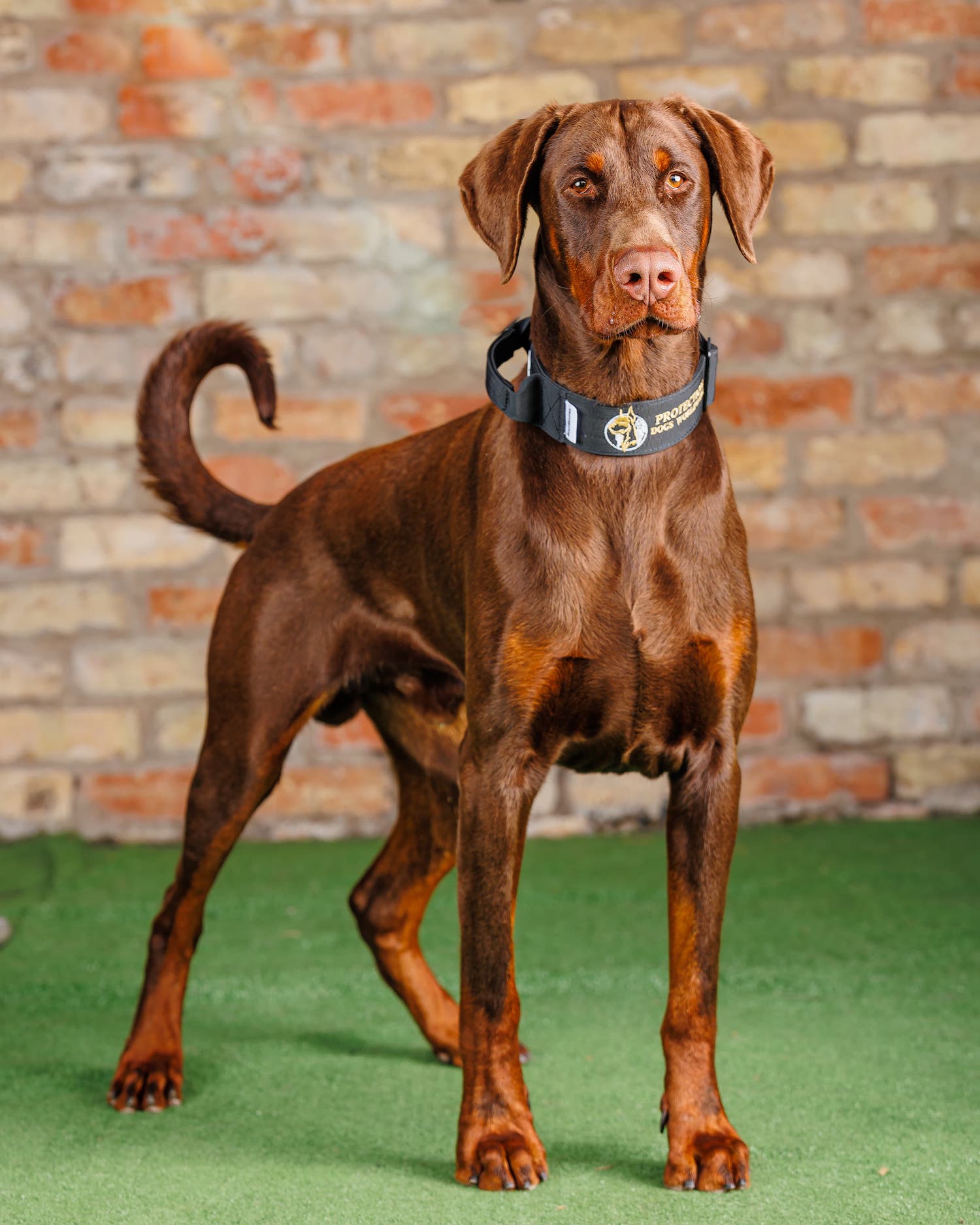 Kobe - Protection Dogs Worldwide