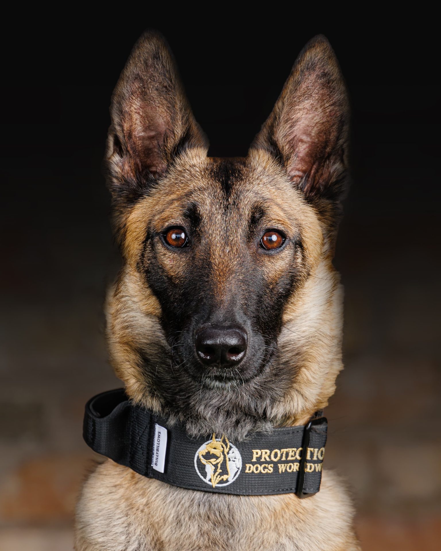 View our Recently Sold Dogs- Protection Dogs Worldwide