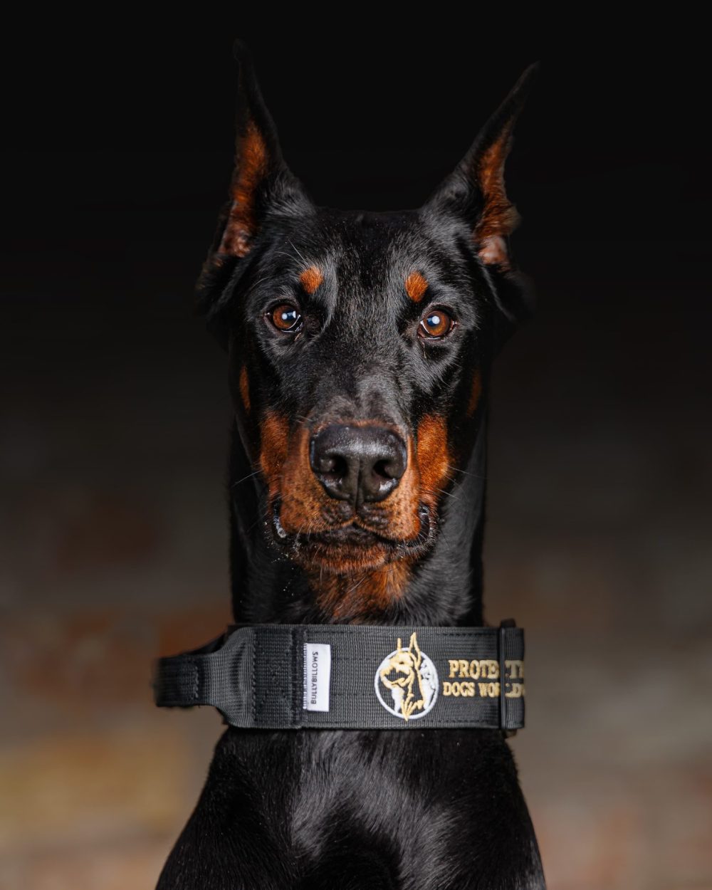 Protection Dogs - Personal & Family Protection Dogs for Sale UK