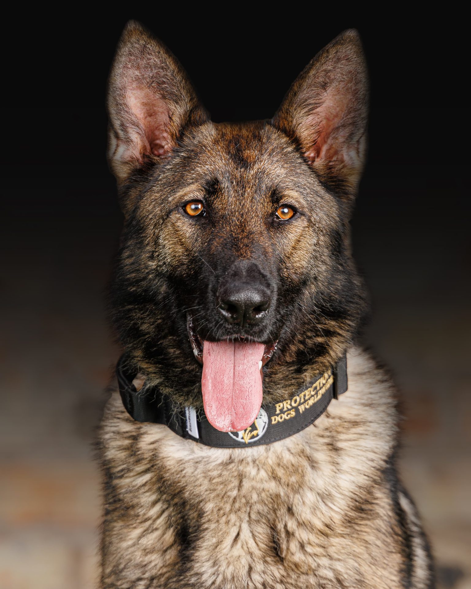 View our Recently Sold Dogs- Protection Dogs Worldwide