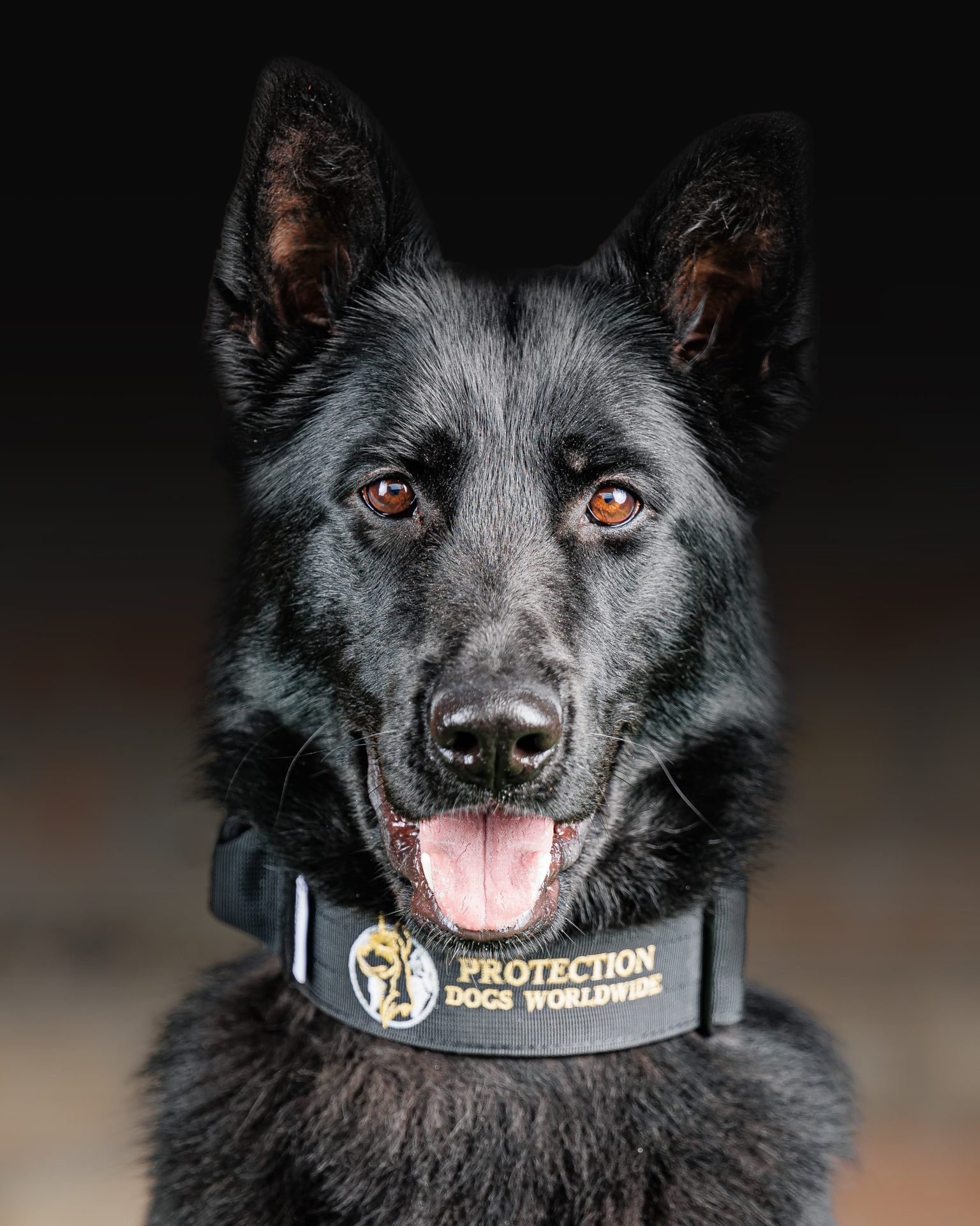 View our Recently Sold Dogs- Protection Dogs Worldwide