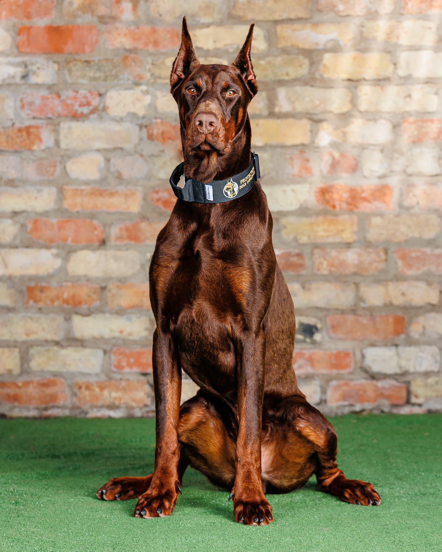 Royce - Protection Dogs Worldwide