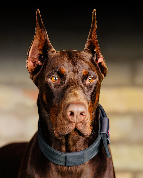 Protection Dogs - Personal & Family Protection Dogs for Sale UK