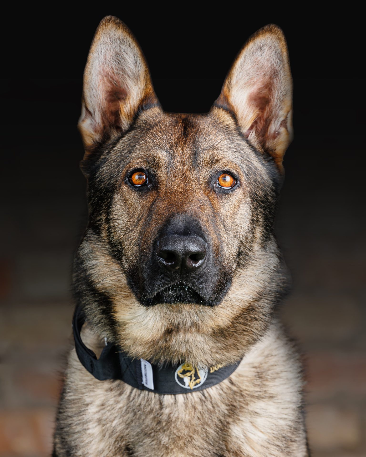 View our Recently Sold Dogs- Protection Dogs Worldwide