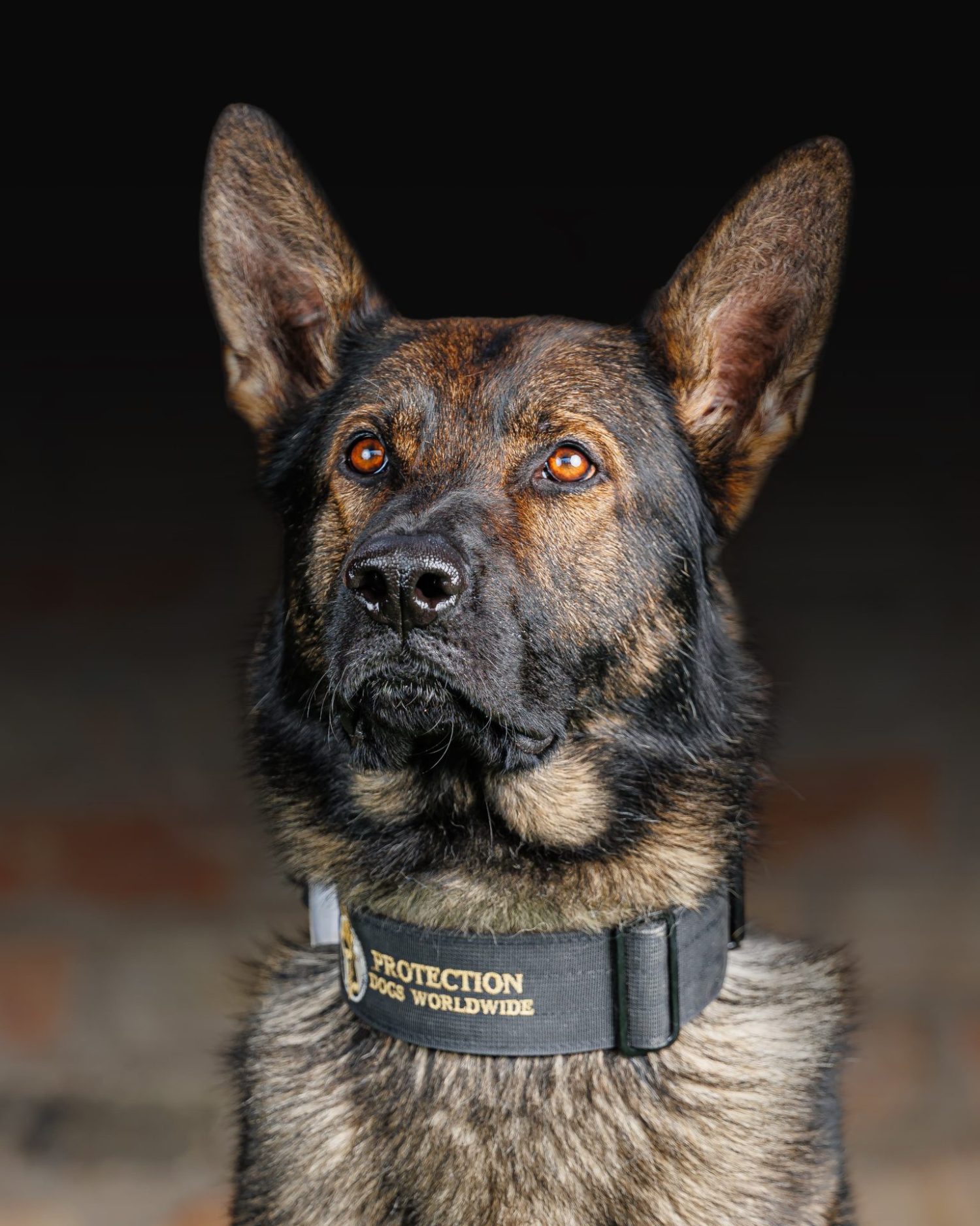 Trained German Shepherd Personal & Family Protection Dogs for Sale Uk