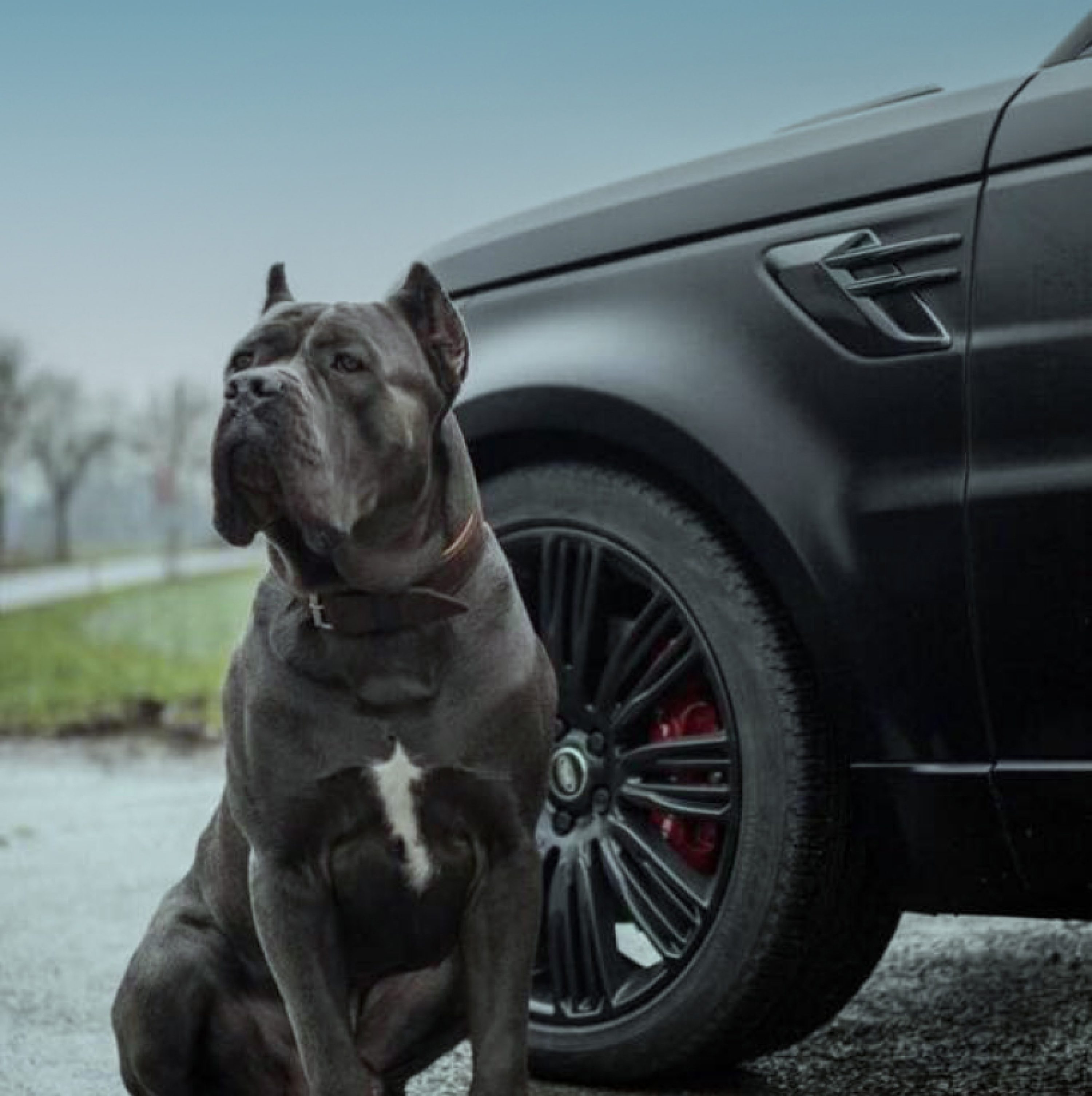 Protection Dogs Worldwide- Perfect Dogs for your Family!