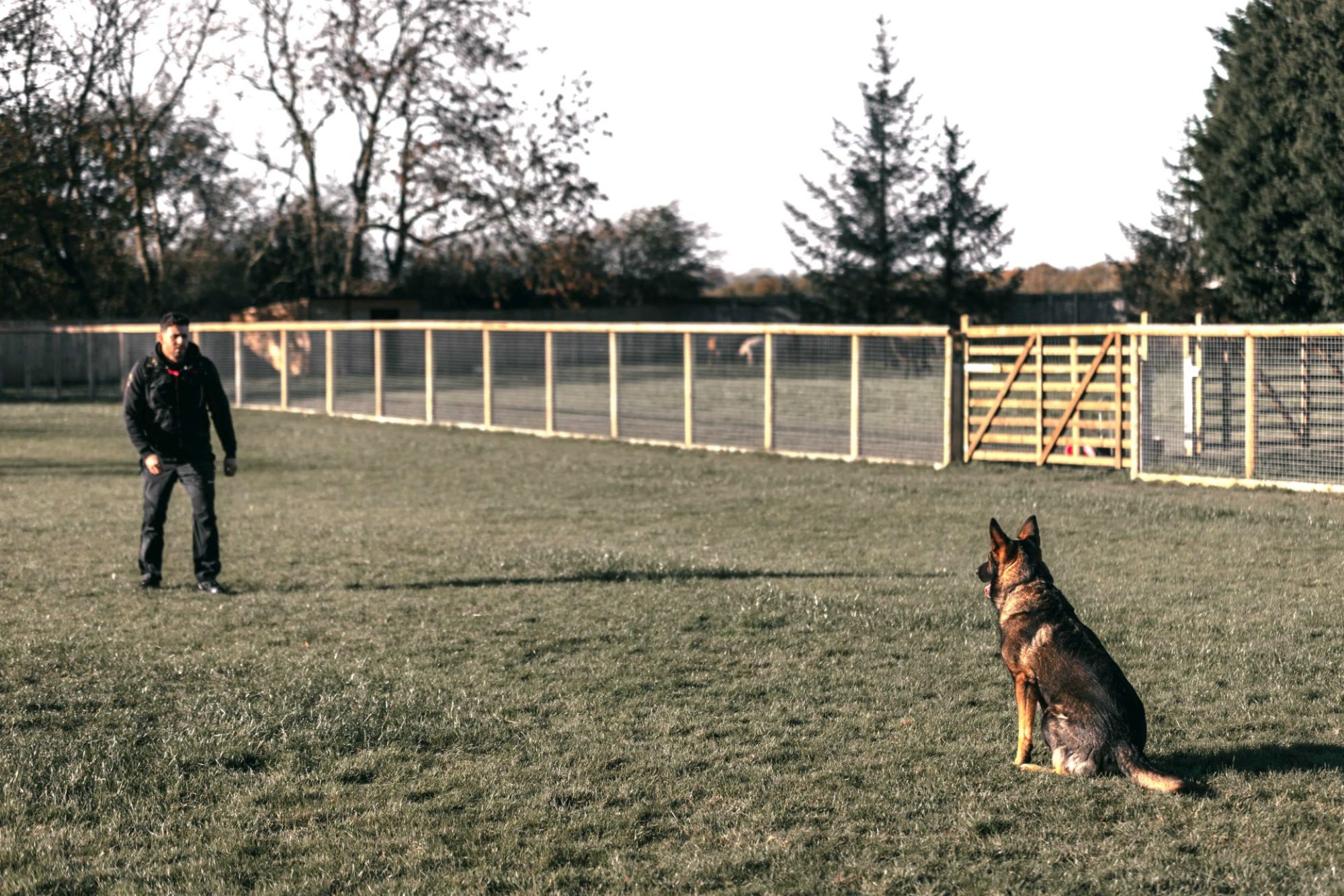 Protection Dogs Worldwide - Protection, Obedience & Puppy Training